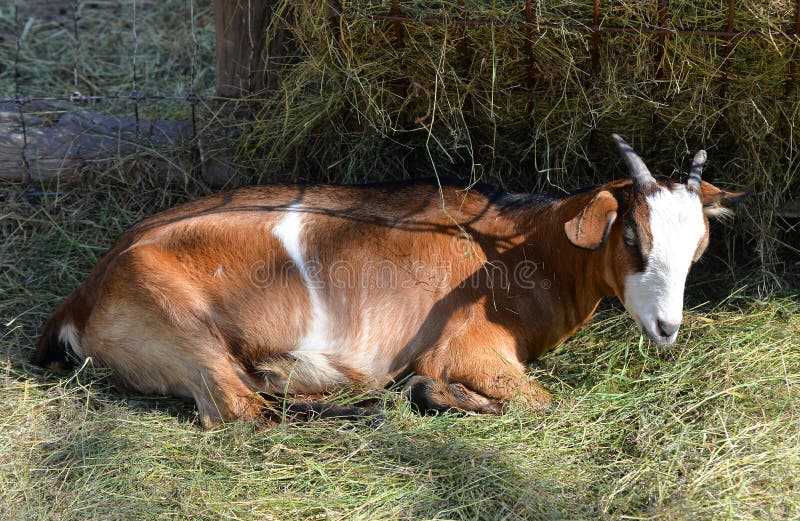 Goat eat stock image. Image of green, domestic, mammal - 64947329