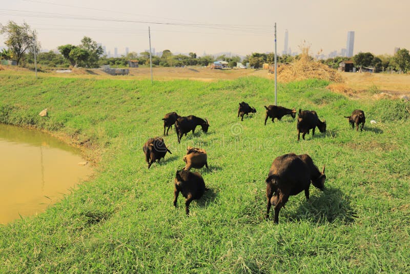 A Goat Eat Grass at Tai Sang Wai Stock Photo - Image of herbivore ...