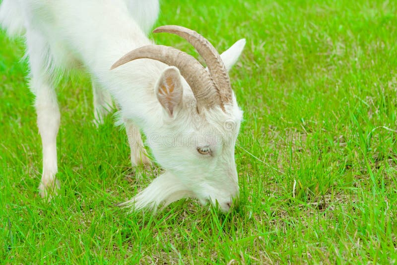 Goat eating stock image. Image of mammal, aries, green - 12270047