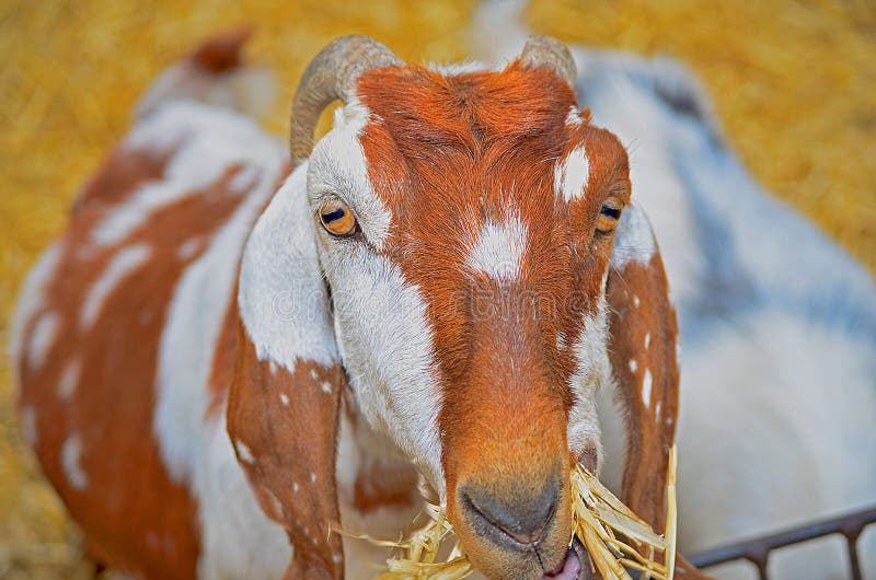 Goat Eating stock photo. Image of brown, livestock, cute - 24625896