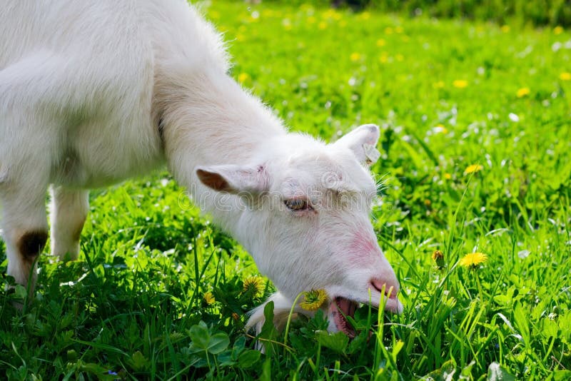 Goat eating stock image. Image of summer, field, happy - 9507747