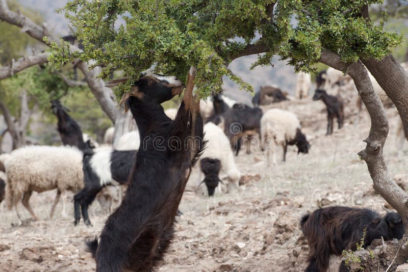 Goat Eating Argan Nuts in Morocco Stock Photo - Image of nuts, horns ...
