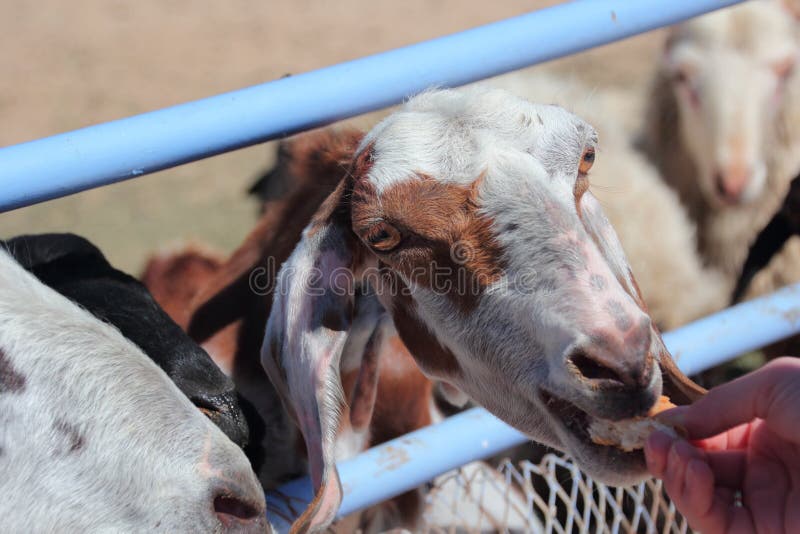 Goat stock image. Image of goat, food, farming, animal - 88914895