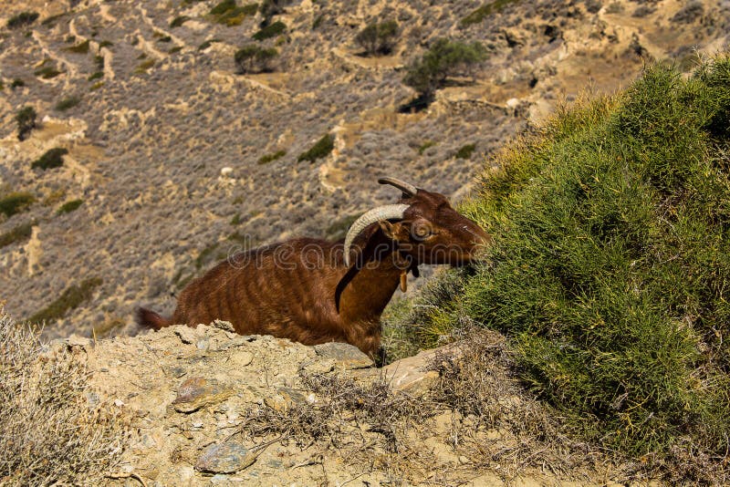 Goat stock photo. Image of bush, goat, island, brown - 138800988