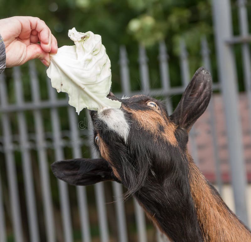 Goat at Zoo Eating Carrot Out of Hand of Man Stock Photo - Image of ...