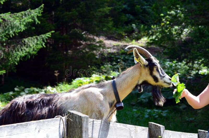 Goat Eating Fresh Leafs Outdoor Stock Image - Image of hair, aries ...