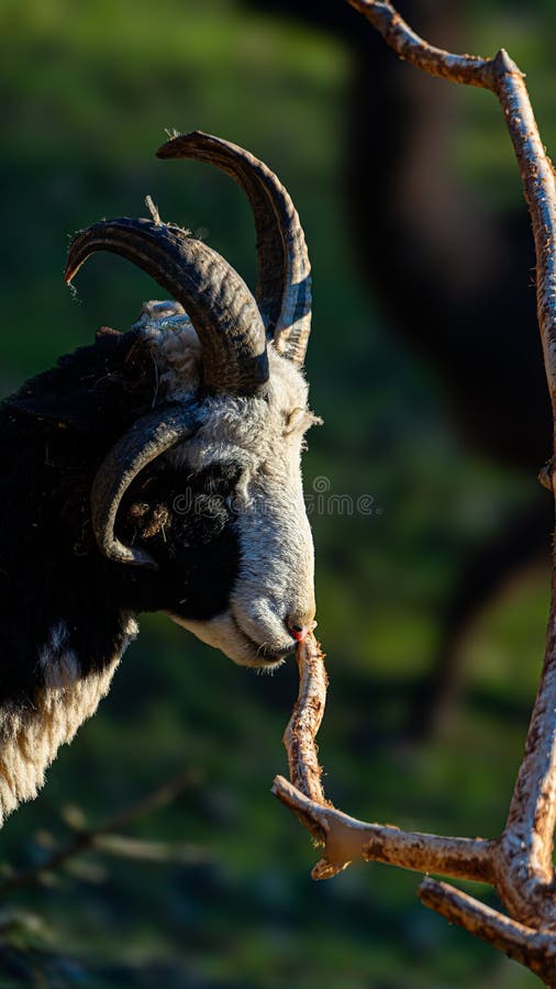 Goat eating stock image. Image of goat, landscape, nature - 304718925
