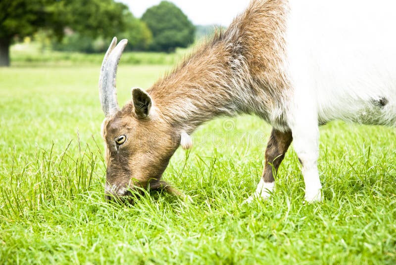 Goat eating grass. stock photo. Image of nature, feeding - 10772744