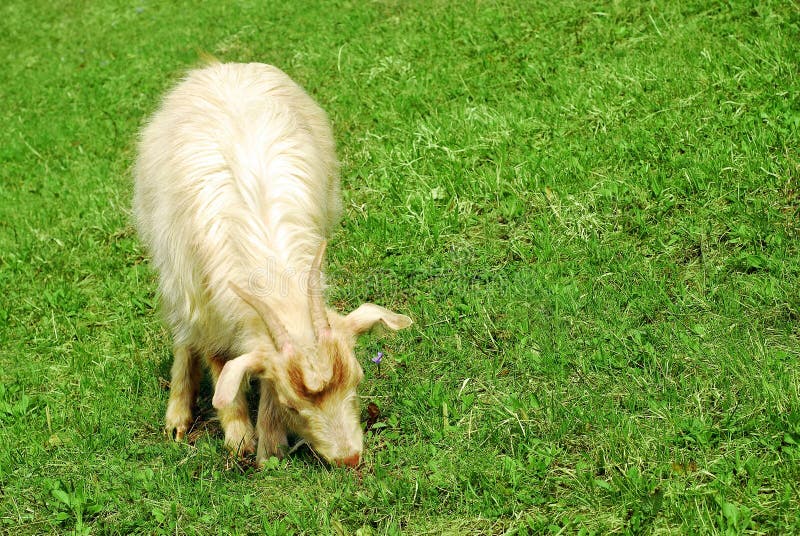Goat eating grass stock photo. Image of green, summer - 19153848