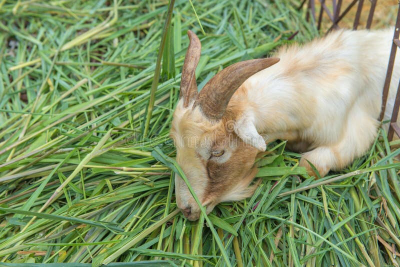 Goat is Eating Grass in the Farm Stock Image - Image of summer, head ...