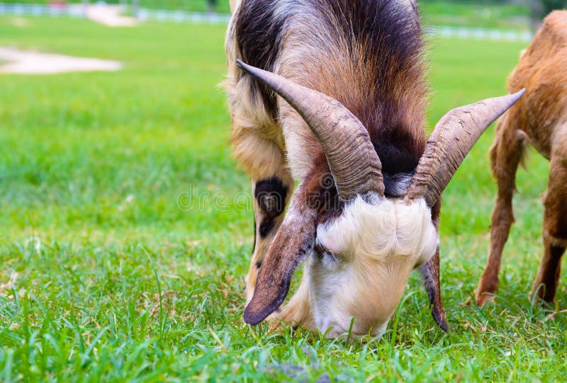 Goat eating grass in farm. stock photo. Image of rural - 85528070