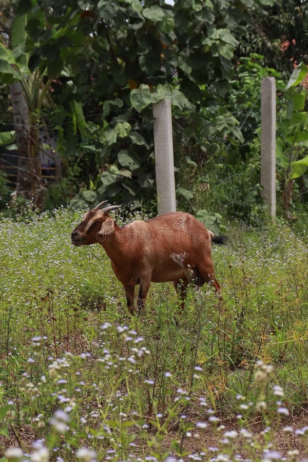 A Goat Eating Grass on a Farm Stock Image - Image of pasture, bovine ...