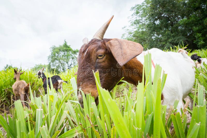 Goat eating grass stock image. Image of close, goat, lawn - 33034809