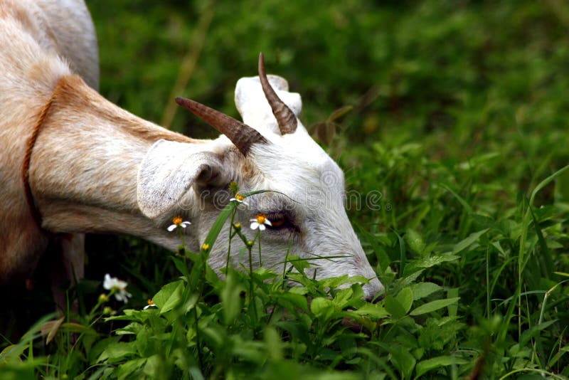 Goat Eating Grass in a Field Stock Photo - Image of eyes, livestock ...