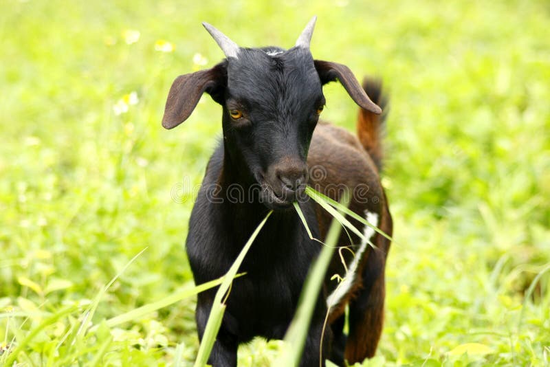 Goat Eating Grass in a Field Stock Photo - Image of horn, grass: 97203930