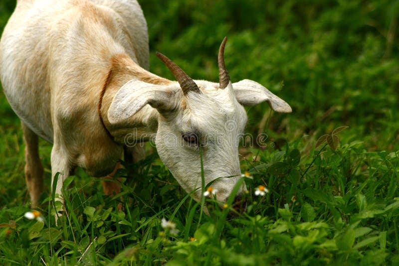 Goat Eating Grass in a Field Stock Image - Image of livestock, nourish ...