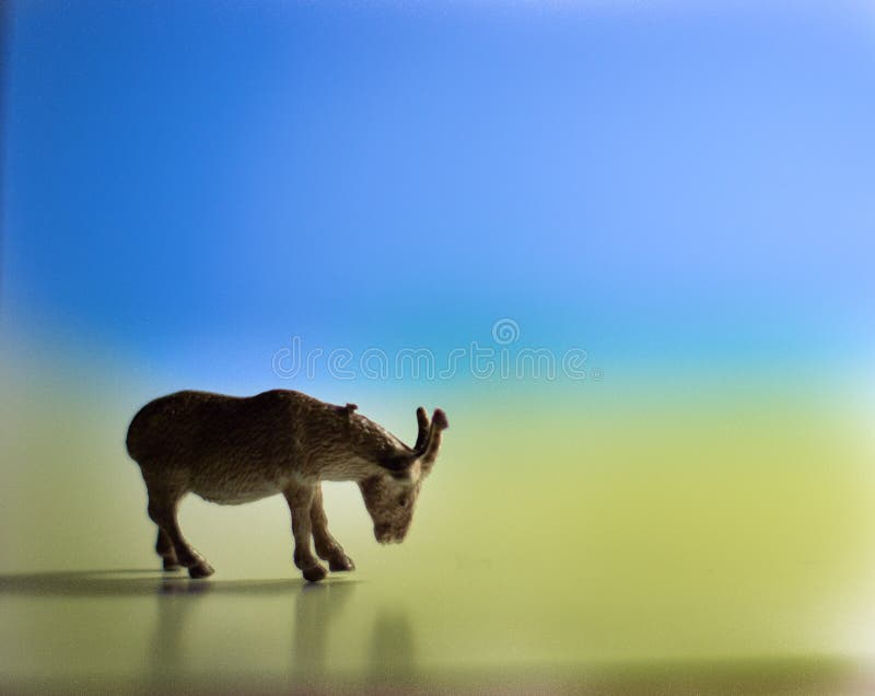 A miniature goat eating stock image. Image of bell, pasture - 101344147