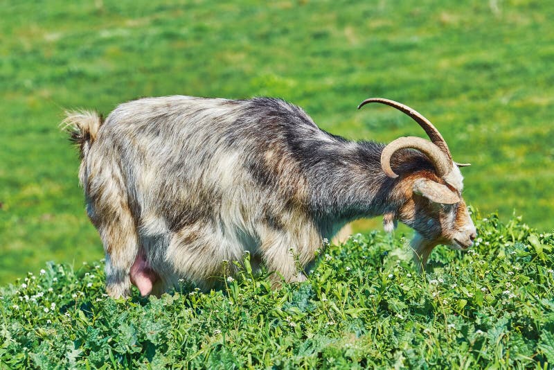 Goat Eating Grass stock image. Image of feeding, herbivore - 109845557