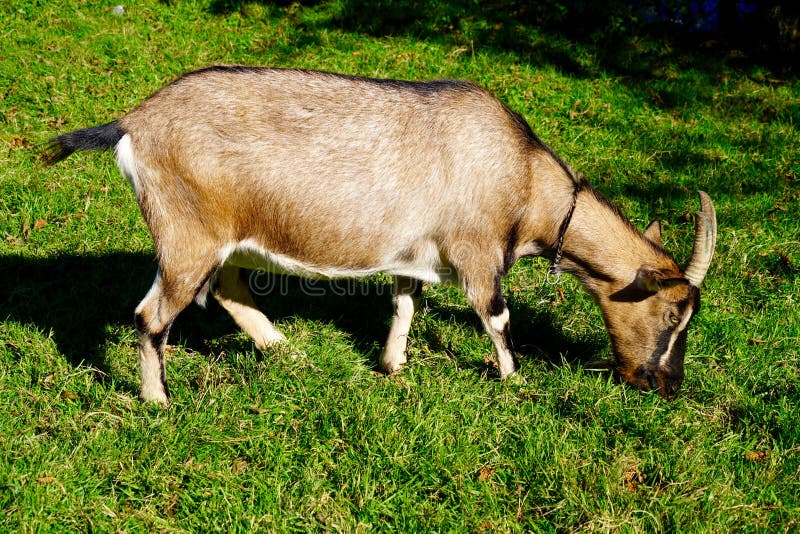 Cow with a goat head stock image. Image of cattle, healthy - 218848281
