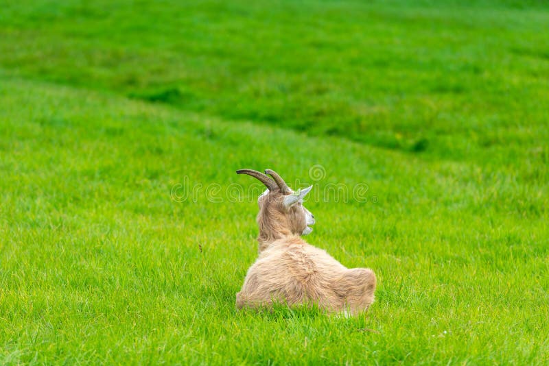 Goat Eating of Green Grass at Farm Stock Photo - Image of domestic ...