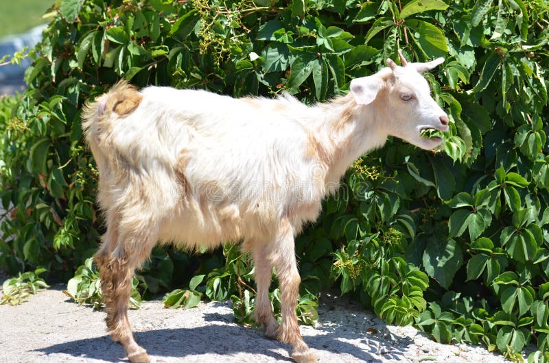 A goat stock photo. Image of domestic, horn, food, buff - 95904246