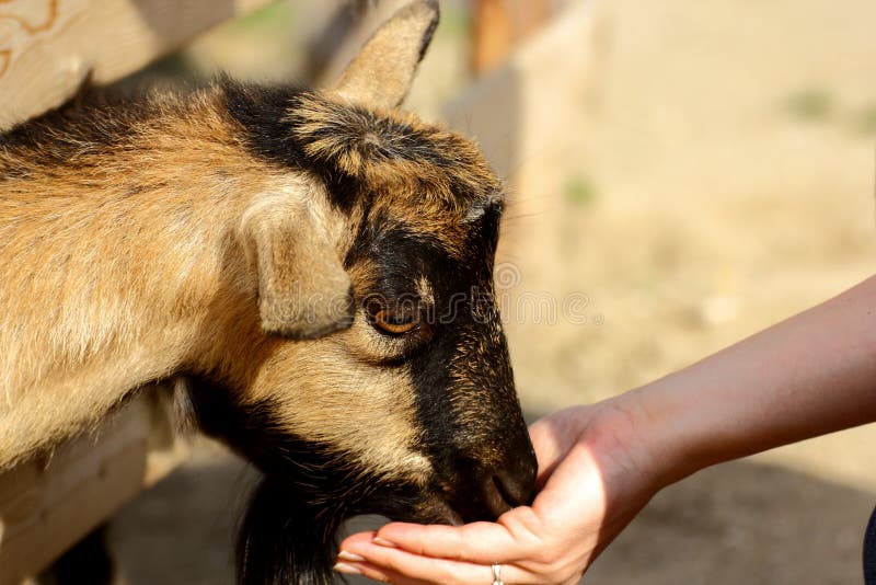Goat eating from hand stock image. Image of outdoors - 24667651