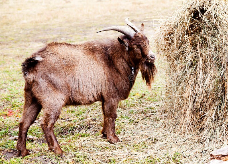 Goat eating hay in autumn stock image. Image of leash - 46159901