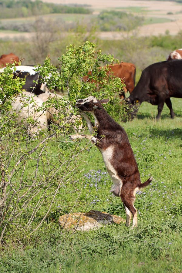 A Goat is Eating Leaves from a Bush. Stock Image - Image of agriculture ...
