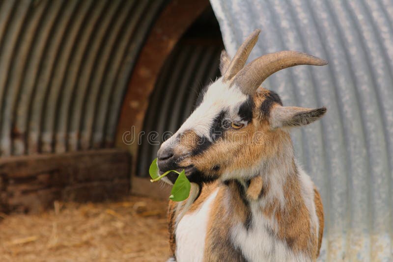 A goat eating leaves stock image. Image of farmyard, leaf - 74618689