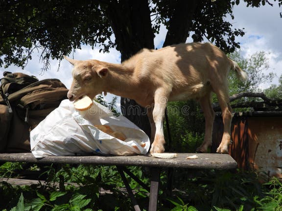 Goat Eating Pastry from Bag 16 Stock Photo - Image of countryside ...