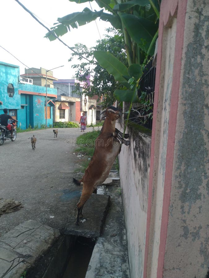 Goat eating plants editorial stock image. Image of street - 197913134