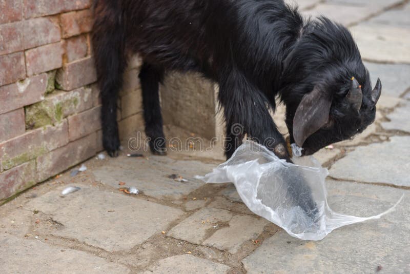 Goats Eating Plastic Bags at Cynthia Chevalier blog