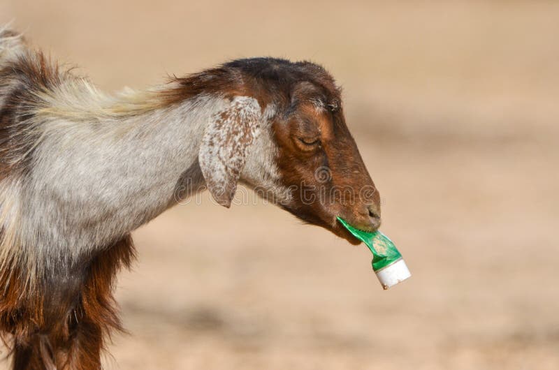 Goat eating grass stock photo. Image of lawn, farm, goat - 33034930