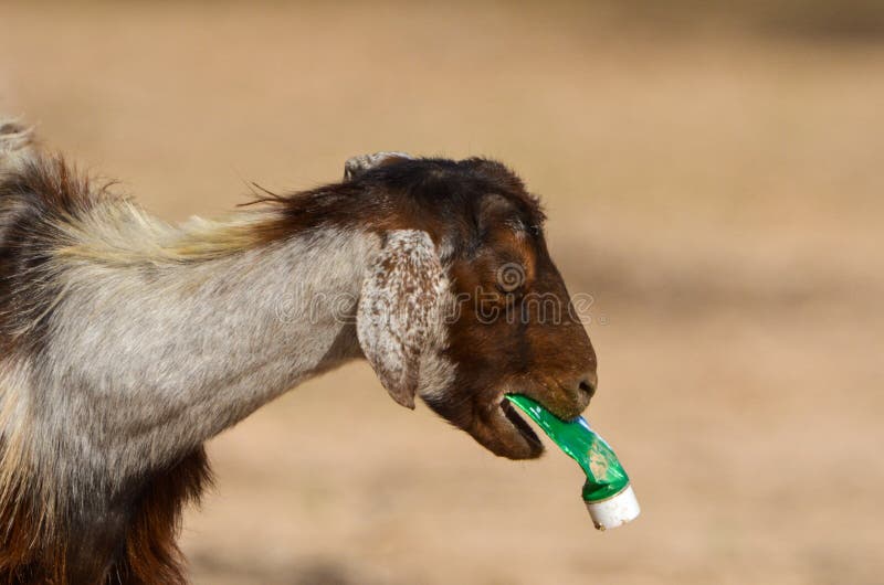 Goat Eating Toothpaste Case Stock Image - Image of eating, mammal ...