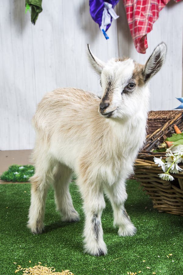 A Goat Eats Grass on the Farm Stock Image - Image of horizontal ...