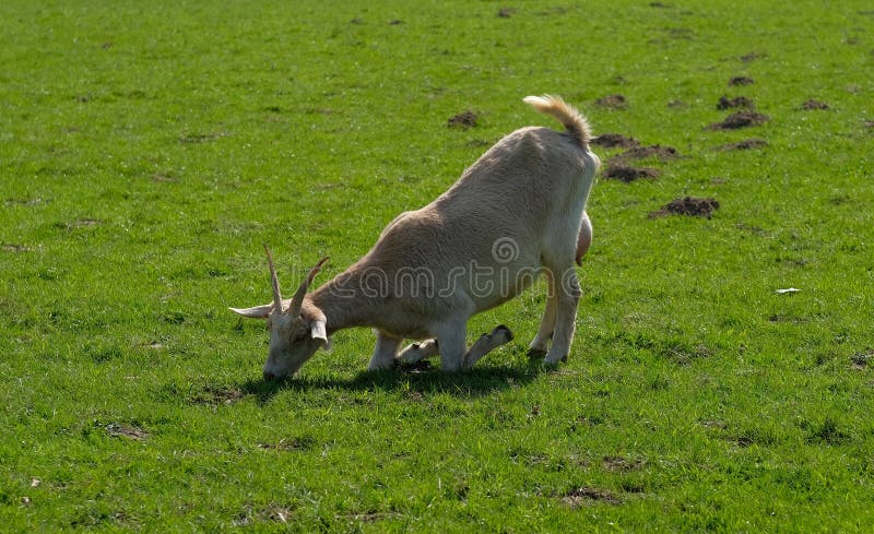 Kneeling goat stock image. Image of husbandry, ruminant - 115739135