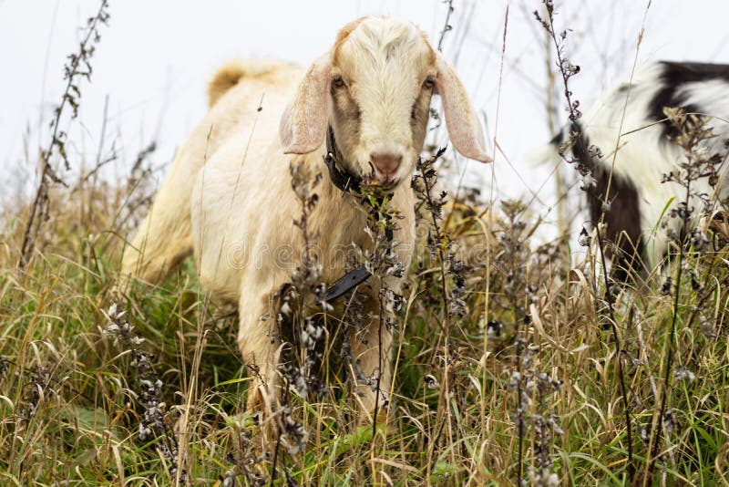 A Goat Eats Grass with Multicolored Wool Grazing on a Pasture, the ...