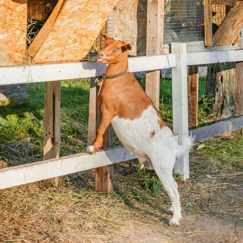 Goat Eats Grass from the Rabbit Aviary. Stock Image - Image of milk ...