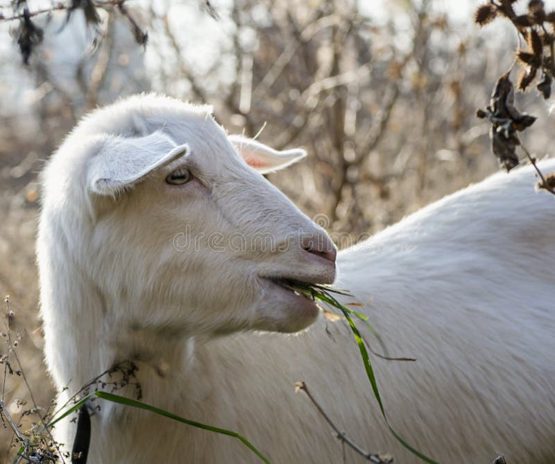 Goat eats grass stock photo. Image of rural, angle, portrait - 80486414