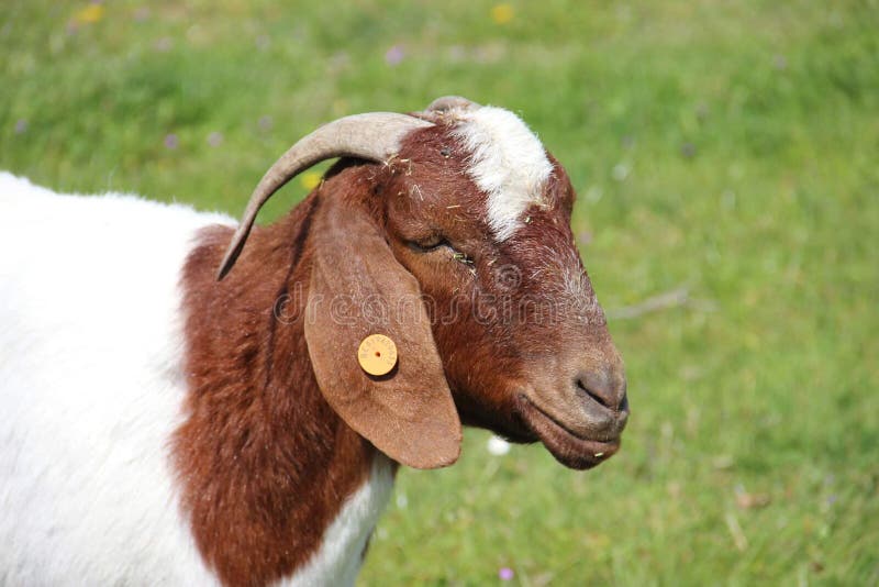 Goat Enjoying the Spring Sun Stock Image - Image of grazing, wildlife ...