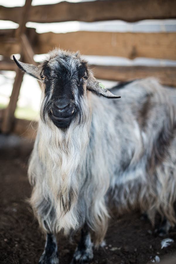 1,283 Exotic Goat Stock Photos - Free & Royalty-Free Stock Photos from ...