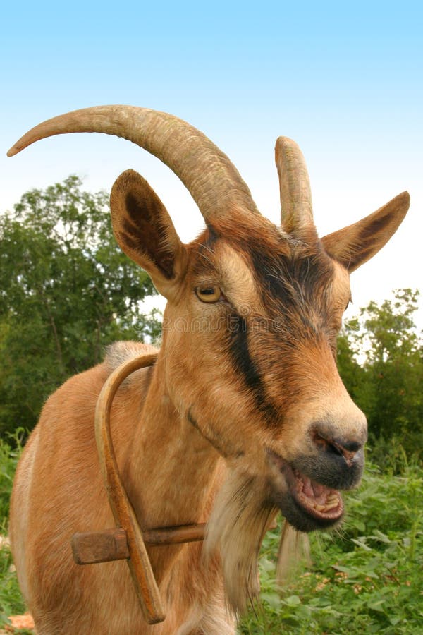 Goat face stock photo. Image of field, goat, horn, mammals - 1365500