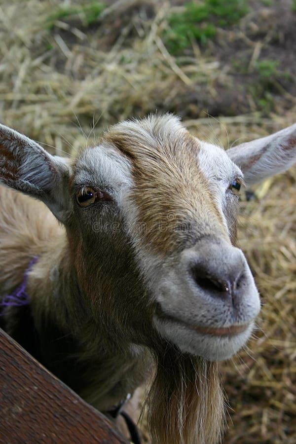 Goat Picture. Image: 2350587