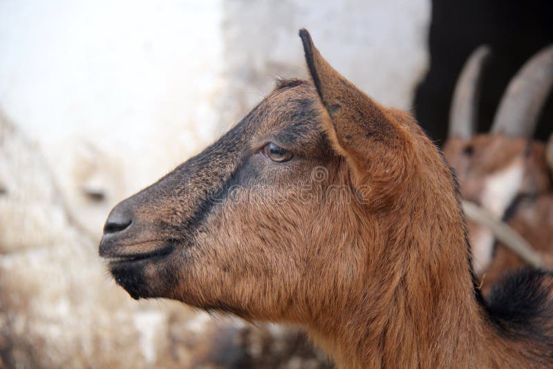 Goat face close up stock image. Image of beautiful, mammal - 122677381