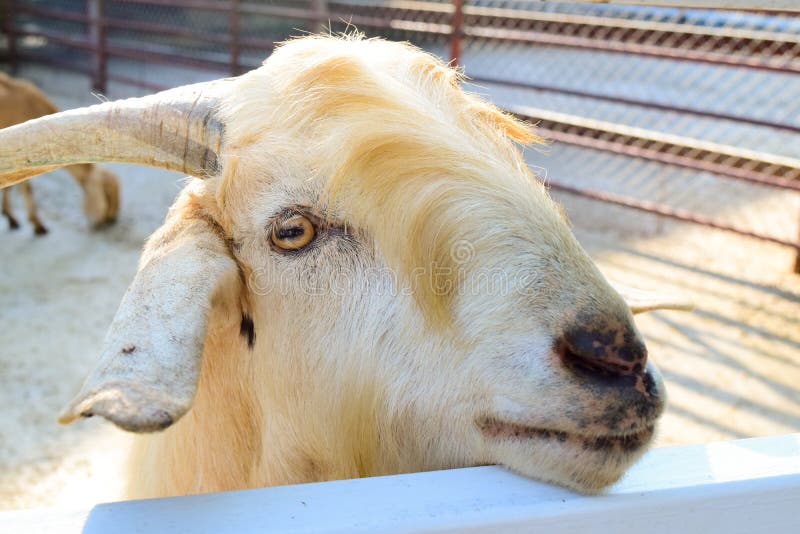 Goat Face Portrait Stock Photos - Download 6,614 Royalty Free Photos