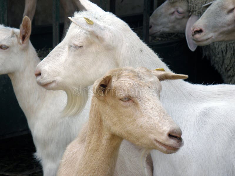 Goat Face Close Up stock photo. Image of head, portrait - 122675812