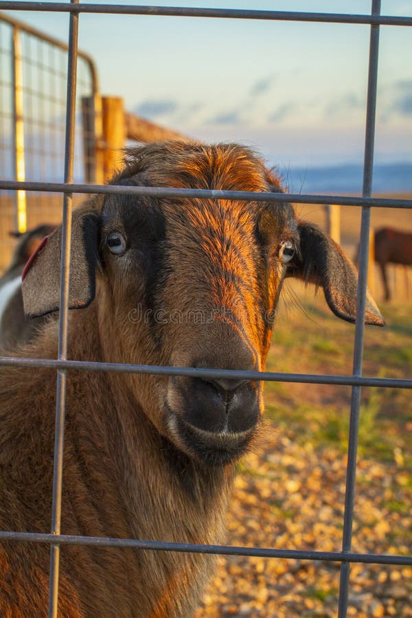 The Goat Face Closeup Picture Stock Photo - Image of closeup, eyes ...