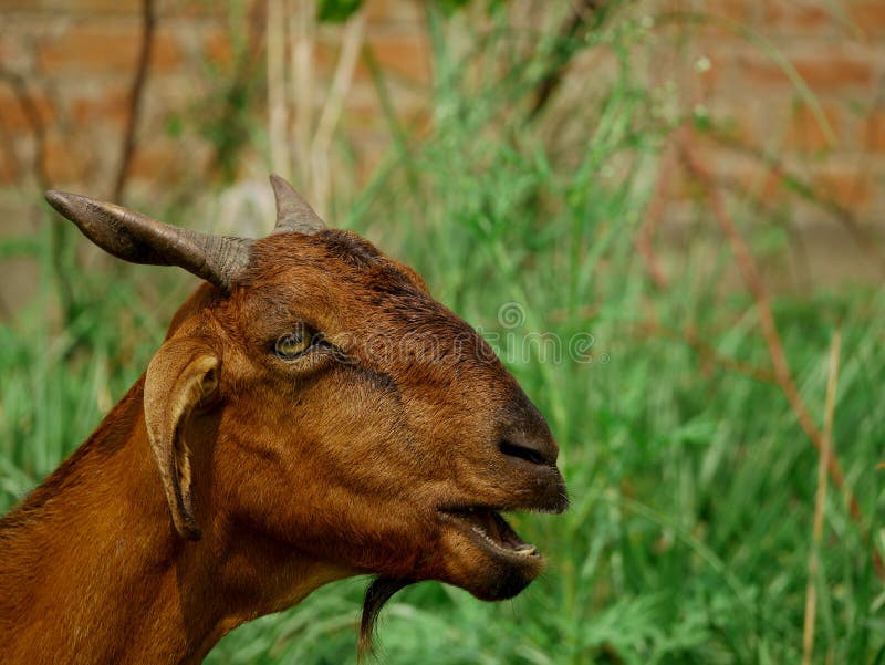 Goat Face Crying Face Green Grass Field at Behind Wall Texture Blur ...