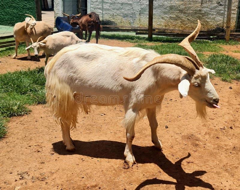 Goat Goat Face Curved Horns Carneiro Stock Photo - Image of goat ...