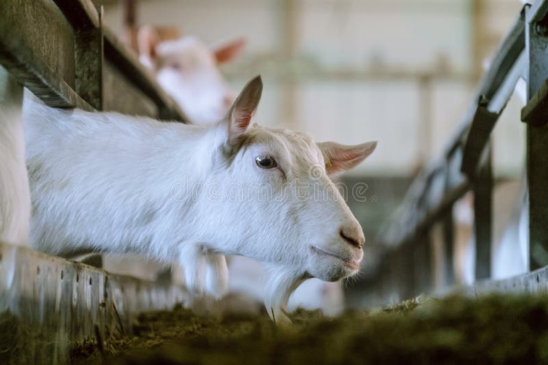 Goat Face in Farm Feed Distribution Line Stock Image - Image of feed ...
